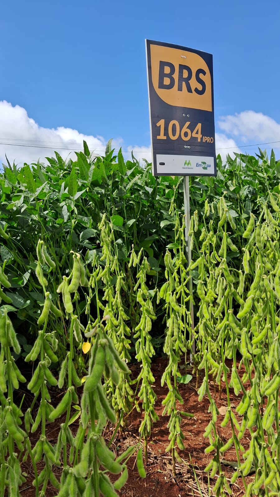 Embrapa apresenta cultivares de soja com produtividade elevada no ...